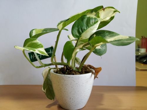 Money plant vastu store